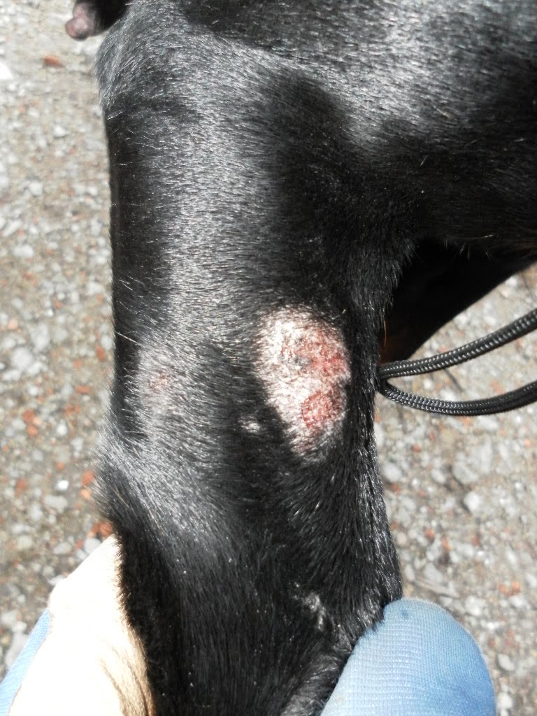 Southchase´s Polly Anna: Fox Bite