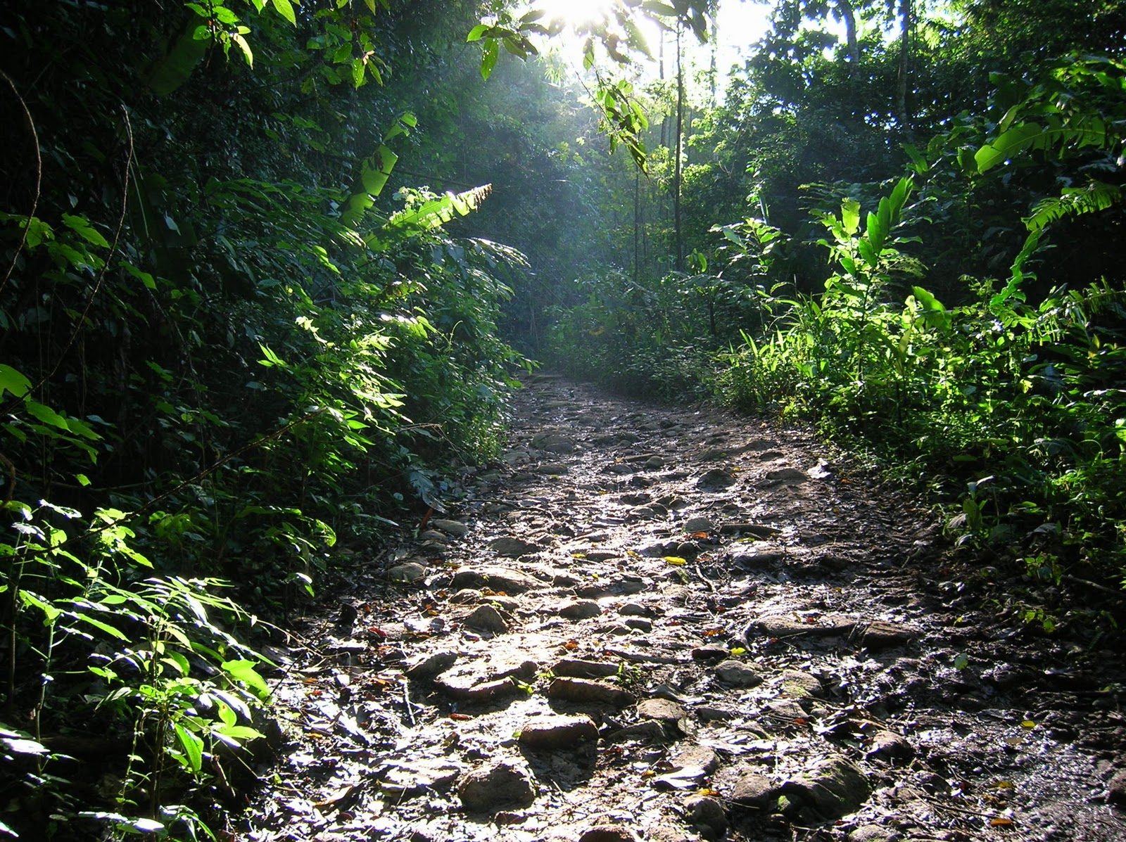 Mambang Diawan: Climbing of Gunung Nuang