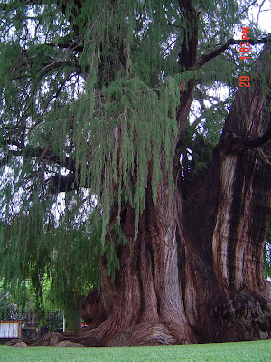 Génesis Encounter: Ahuehuete... árbol nacional de México.