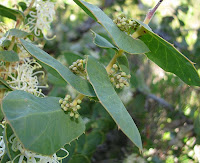 Esperance Wildflowers: Harsh Hakea - Hakea prostrata