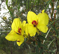 Esperance Wildflowers: Labichea lanceolata subsp. lanceolata
