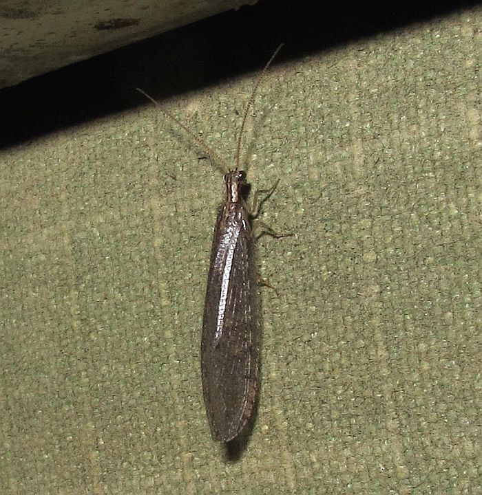 Esperance Fauna: Brown Lacewings - Hemerobiidae