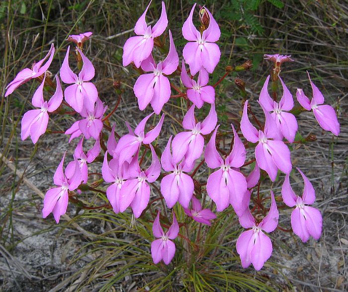 Esperance Wildflowers: Stylidium macranthum - Large-flowered Trigger Plant