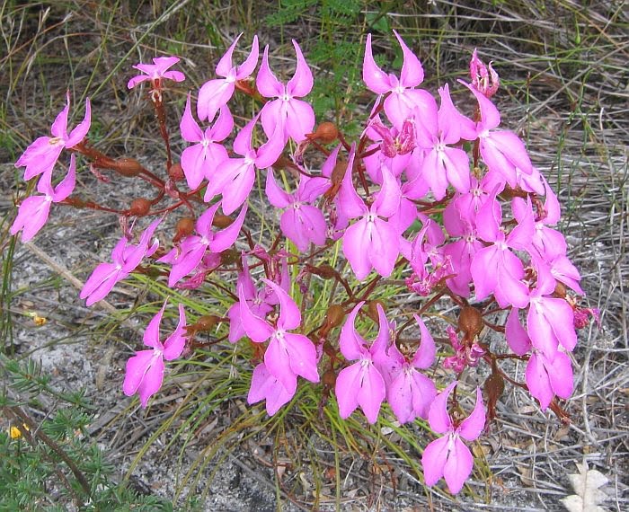 Esperance Wildflowers: Stylidium macranthum - Large-flowered Trigger Plant