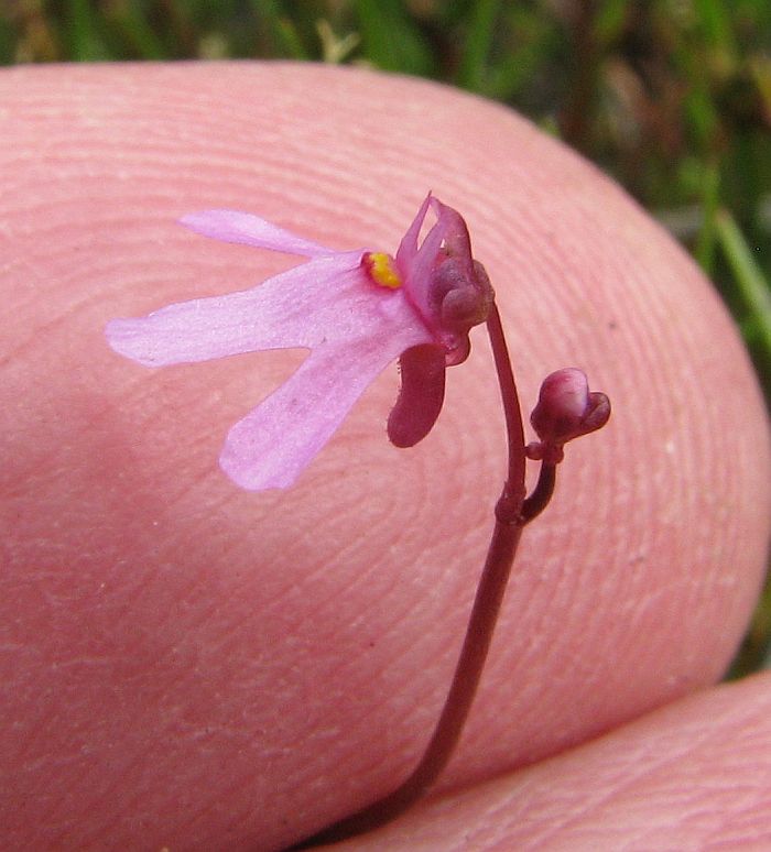 Esperance Wildflowers: Utricularia tenella – Pink Bladderwort