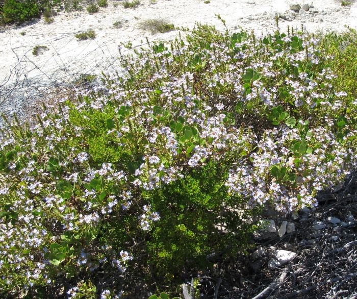 Scaevola crassifolia - Alchetron, The Free Social Encyclopedia