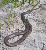 Esperance Fauna: Dugite - Pseudonaja affinis