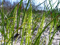 Esperance Wildflowers: White Mignonette Orchid - Microtis alba