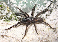 Esperance Fauna: Nemesiidae - Aname species 1 - Wishbone Spider