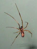 Esperance Fauna: Red-back Spider - Latrodectus hasselti