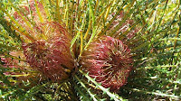 Esperance Wildflowers: Couch Honeypot - Banksia nivea subsp. nivea