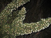 Esperance Wildflowers: Variable-leaved Hakea - Hakea varia