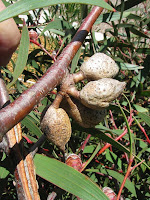 Esperance Wildflowers: Pincushion Hakea - Hakea laurina