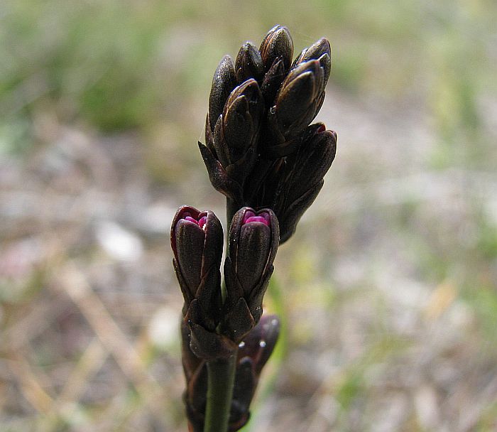 Esperance Wildflowers: Haemodorum brevisepalum – Short Sepal Bloodroot