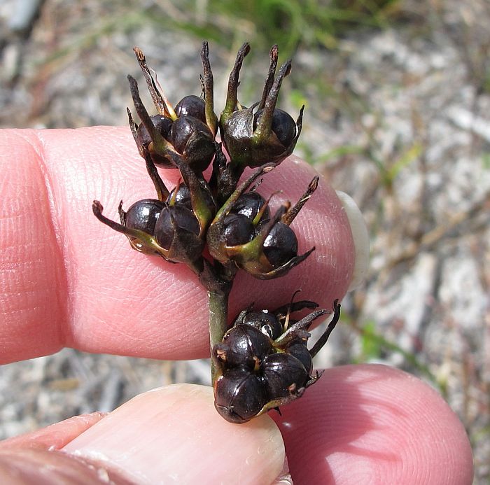 Esperance Wildflowers: Haemodorum brevisepalum – Short Sepal Bloodroot