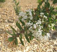 Esperance Wildflowers: Candle Hakea - Hakea ruscifolia