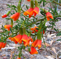 Esperance Wildflowers: Bossiaea preissii - Fabaceae