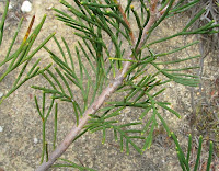Esperance Wildflowers: Sweet-scented Hakea - Hakea drupacea