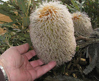 Esperance Wildflowers: Possum Banksia - Banksia baueri