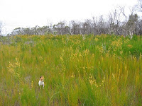 Esperance Wildflowers: Golden Spray - Viminaria juncea