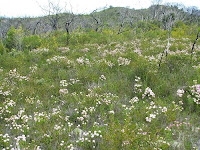Esperance Wildflowers: Pink Rice Flower - Pimelea ferruginea