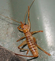 Esperance Fauna: Gryllacrididae species A - Raspy Cricket