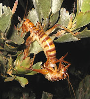 Esperance Fauna: Gryllacrididae species A - Raspy Cricket
