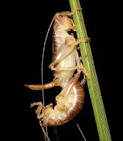 Esperance Fauna: Gryllacrididae species B - Raspy Cricket