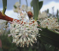 Esperance Wildflowers: Frog Hakea - Hakea nitida