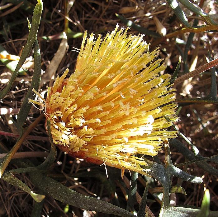 Esperance Wildflowers: Tangled Honeypot - Banksia pteridifolia subsp ...