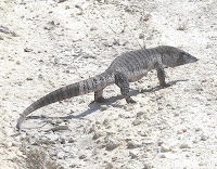 Esperance Fauna: Southern Heath Monitor - Varanus rosenbergi