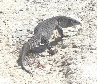Esperance Fauna: Southern Heath Monitor - Varanus rosenbergi