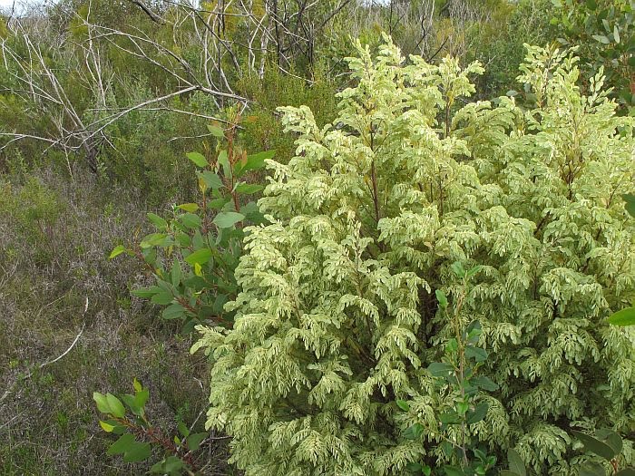 Esperance Wildflowers: Olax phyllanthi - Olacaceae