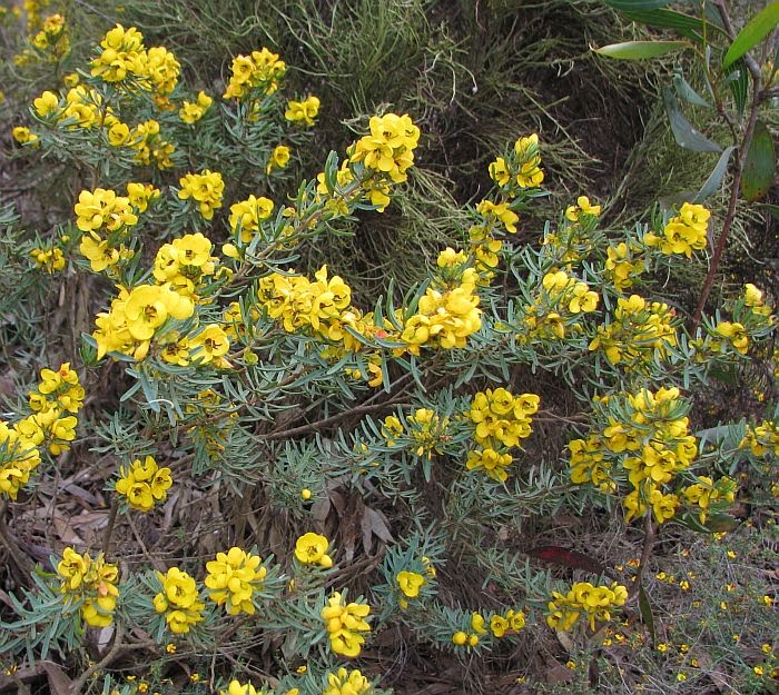 Esperance Wildflowers: Senna sp. ‘Pallinup River’ – Undescribed S ...
