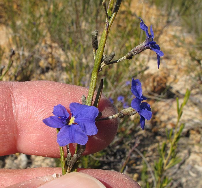 Esperance Wildflowers: Pouched Dampiera - Dampiera sacculata