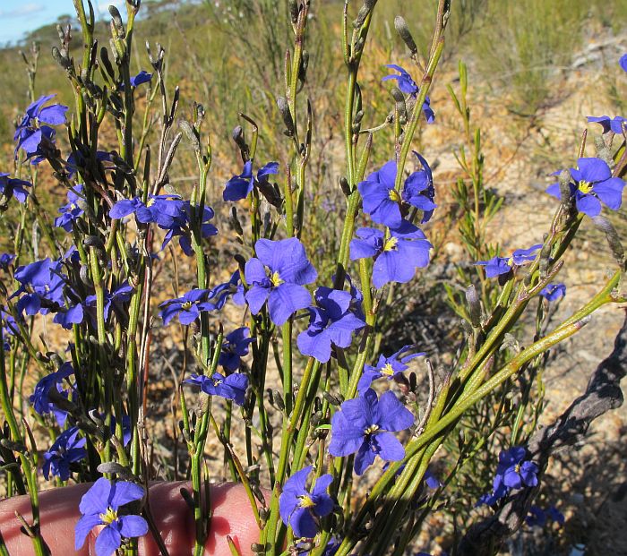Esperance Wildflowers: Pouched Dampiera - Dampiera sacculata