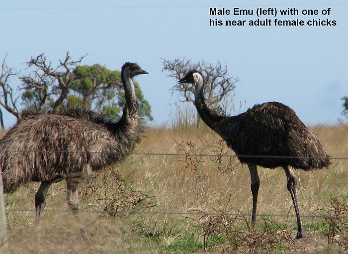Esperance Fauna: Emu – Dromaius novaehollandiae