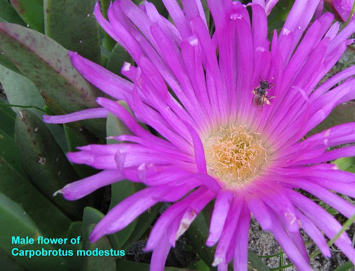 Esperance Wildflowers: Carpobrotus modestus - Inland Pigface