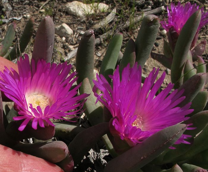 Esperance Wildflowers: Carpobrotus modestus - Inland Pigface
