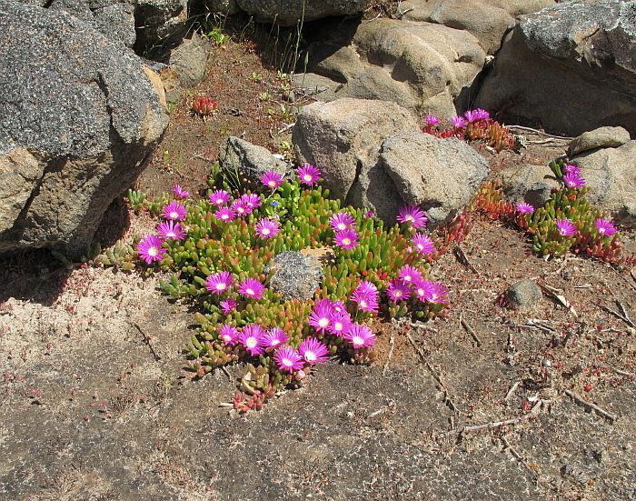 Esperance Wildflowers: Disphyma crassifolium subsp. clavellatum ...