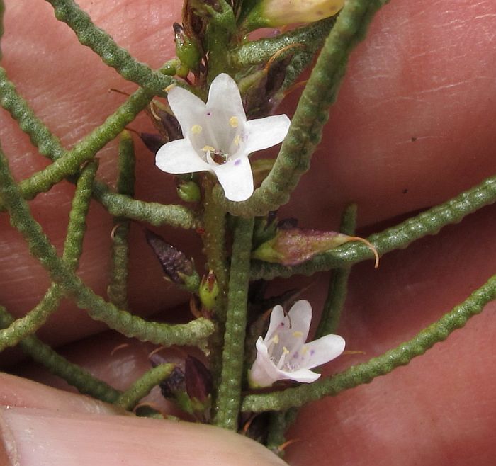 Esperance Wildflowers: Myoporum turbinatum – Scrophulariaceae (Myoporaceae)