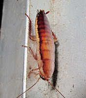Esperance Fauna: Drymaplaneta heydeniana - Golden Cockroach