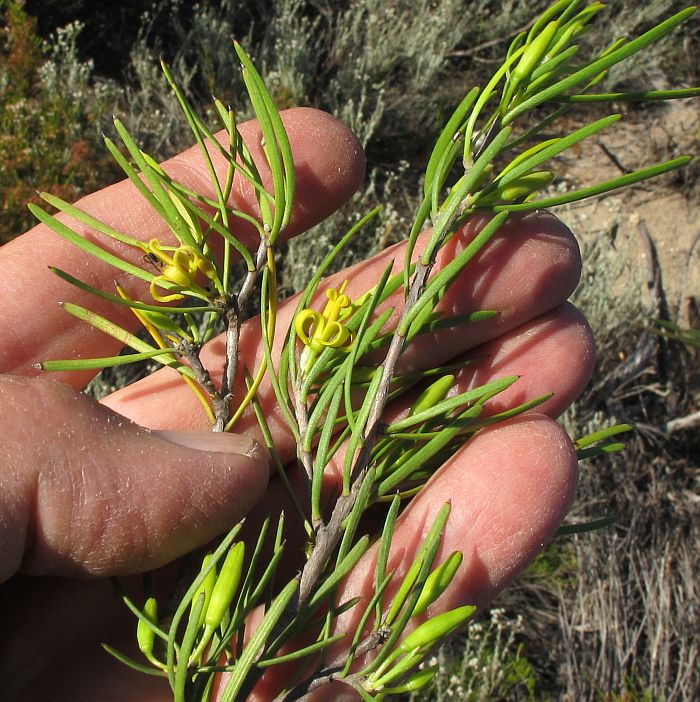 Esperance Wildflowers: Persoonia striata – Proteaceae