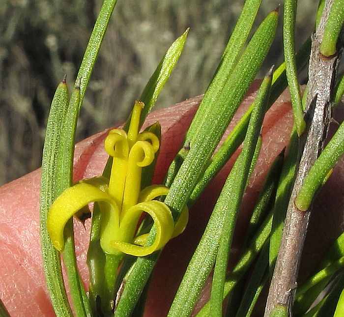 Esperance Wildflowers: Persoonia striata – Proteaceae