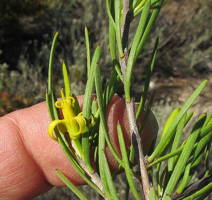 Esperance Wildflowers: Persoonia striata – Proteaceae