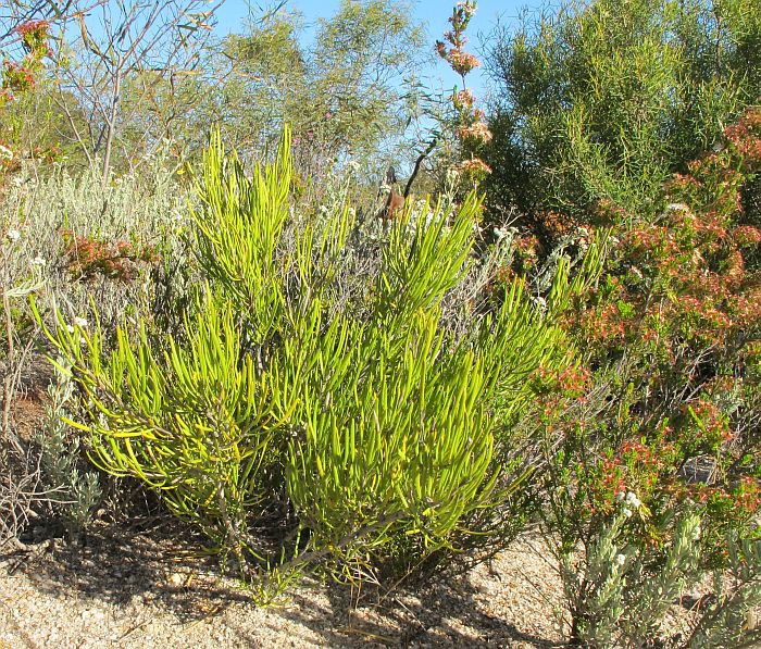 Esperance Wildflowers: Persoonia striata – Proteaceae