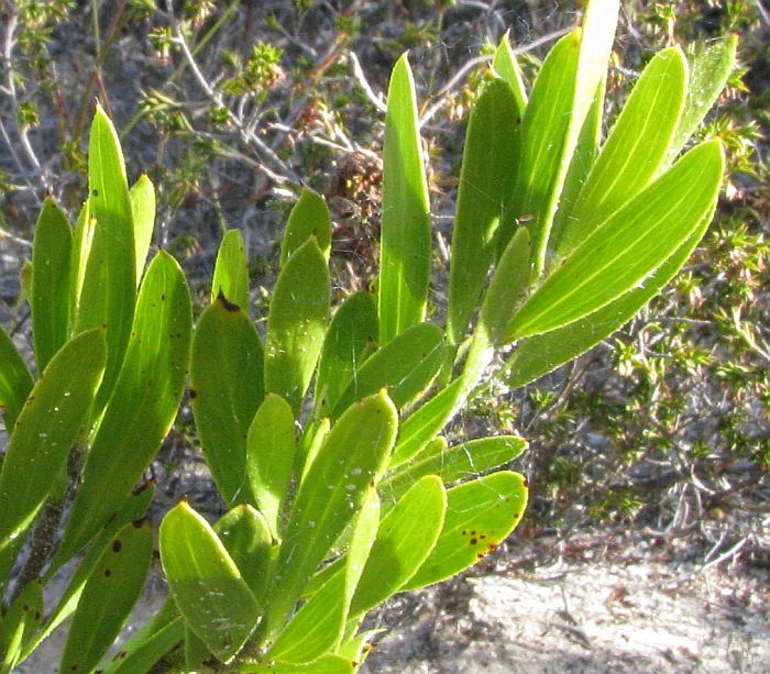 Esperance Wildflowers: Persoonia scabra – Geebung