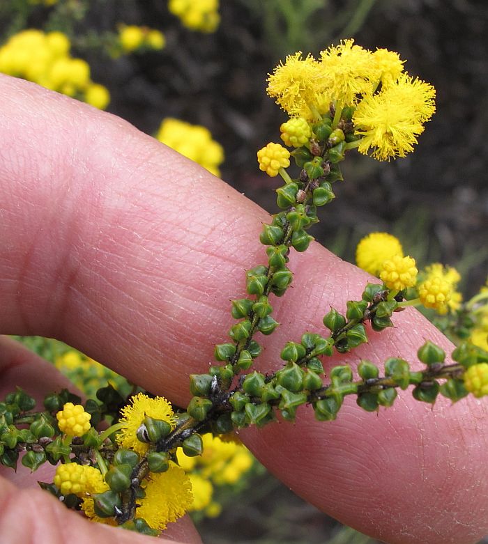 Esperance Wildflowers: Acacia tetraptera – Four-winged Wattle