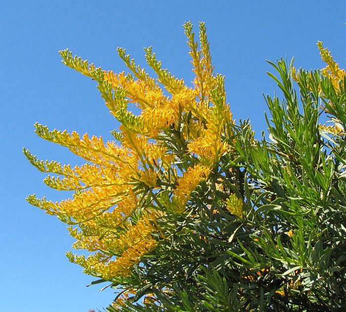 Esperance Wildflowers: Nuytsia floribunda – WA Christmas Tree