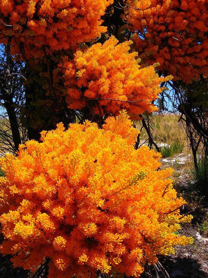 Esperance Wildflowers: Nuytsia floribunda – WA Christmas Tree